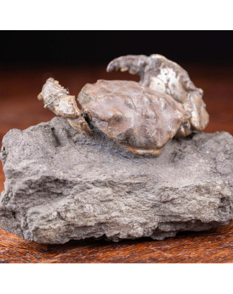 Granchio Fossile - Zanthopsis Dufouri (Edwards, 1850) - PPF-03
