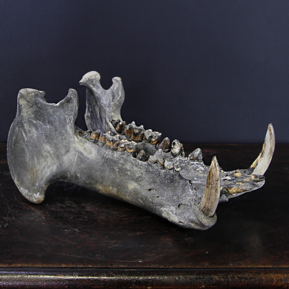 Crâne fossile d'hippopotame Lemerlei