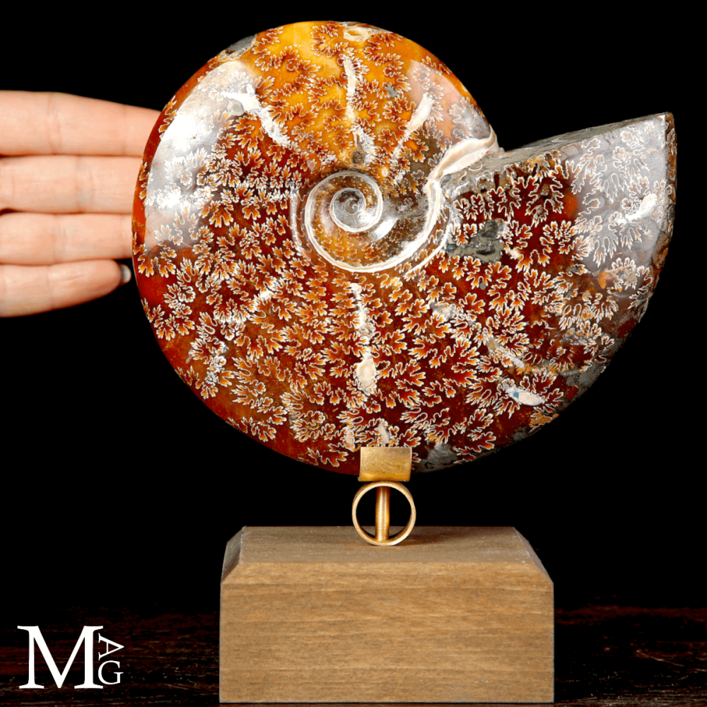 Cleoniceras sp. – Fossil ammonite from the Lower Cretaceous. - CLE-29