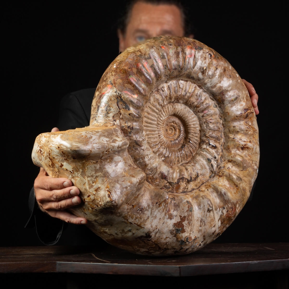 Ammonite Fossile Gigante – Douvilliceras