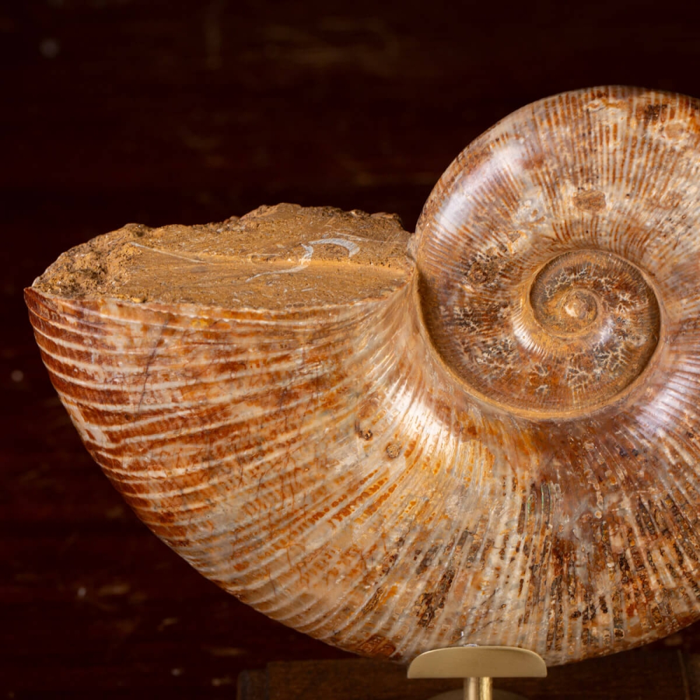 lytoceras ammonite