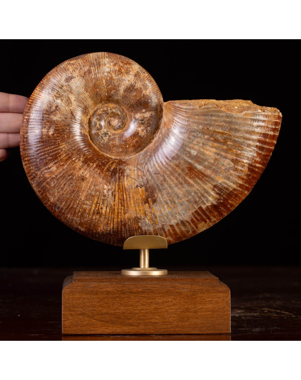 lytoceras ammonite