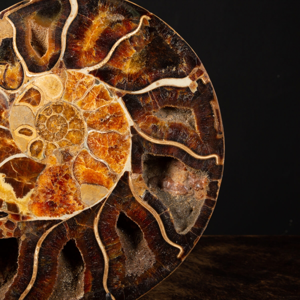 Ammonite - Madagascar