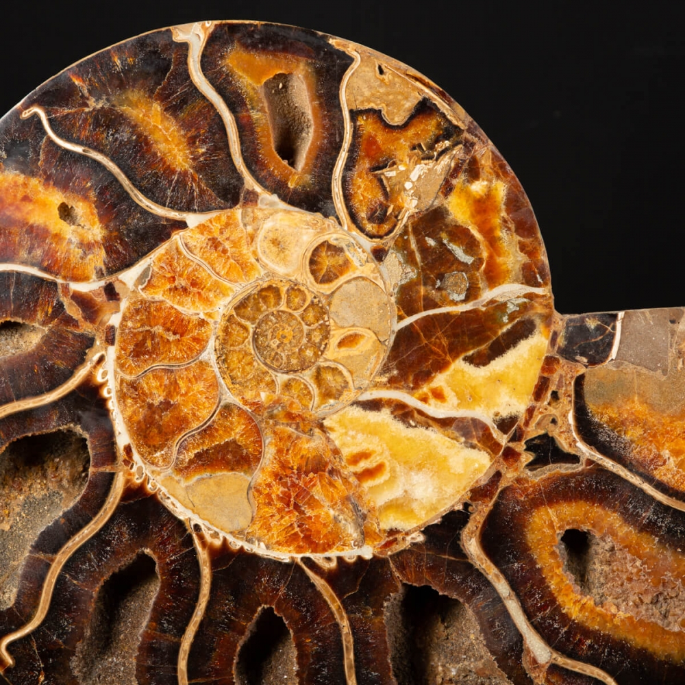 Ammonite - Madagascar
