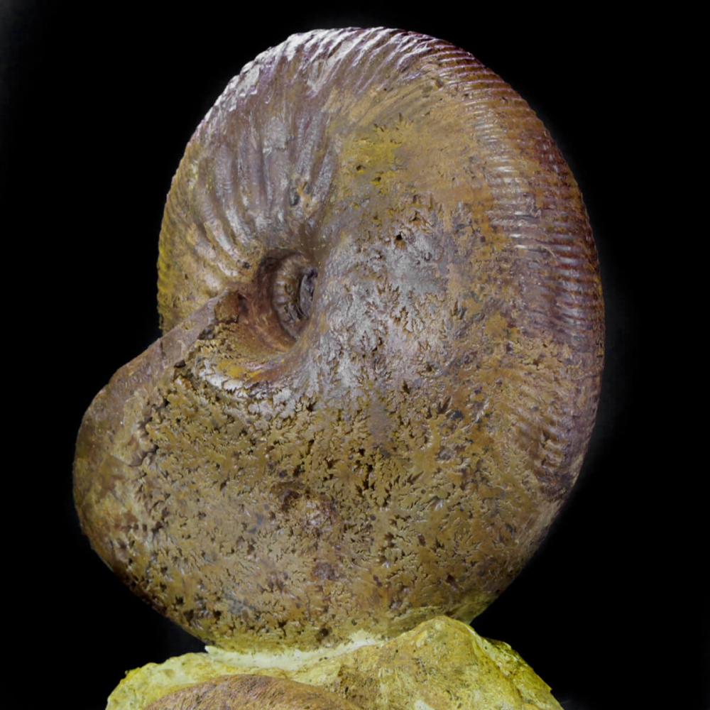 Ammoniti Acanthoceras