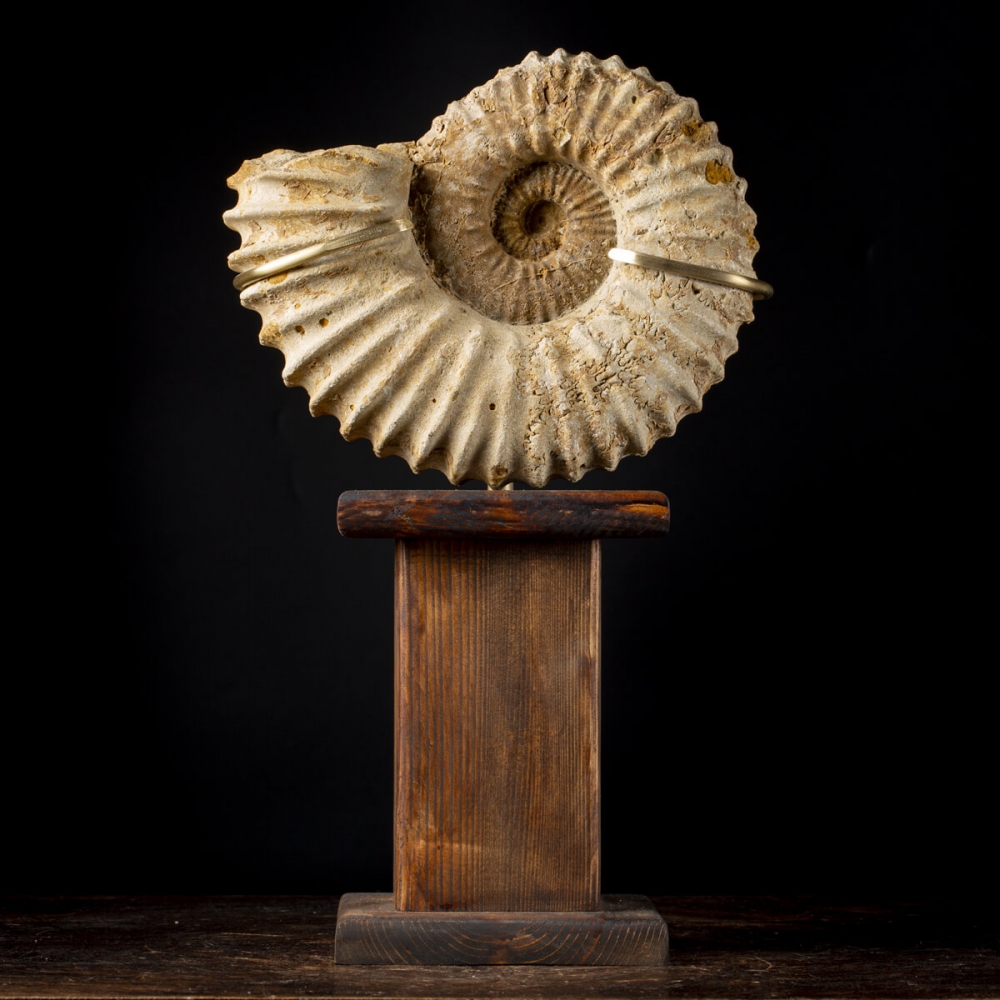 Ammonite Douvilleiceras Gigante - Madagascar