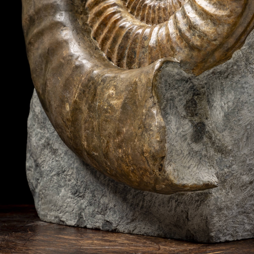Arietites Bucklandi - Ammoniti su matrice