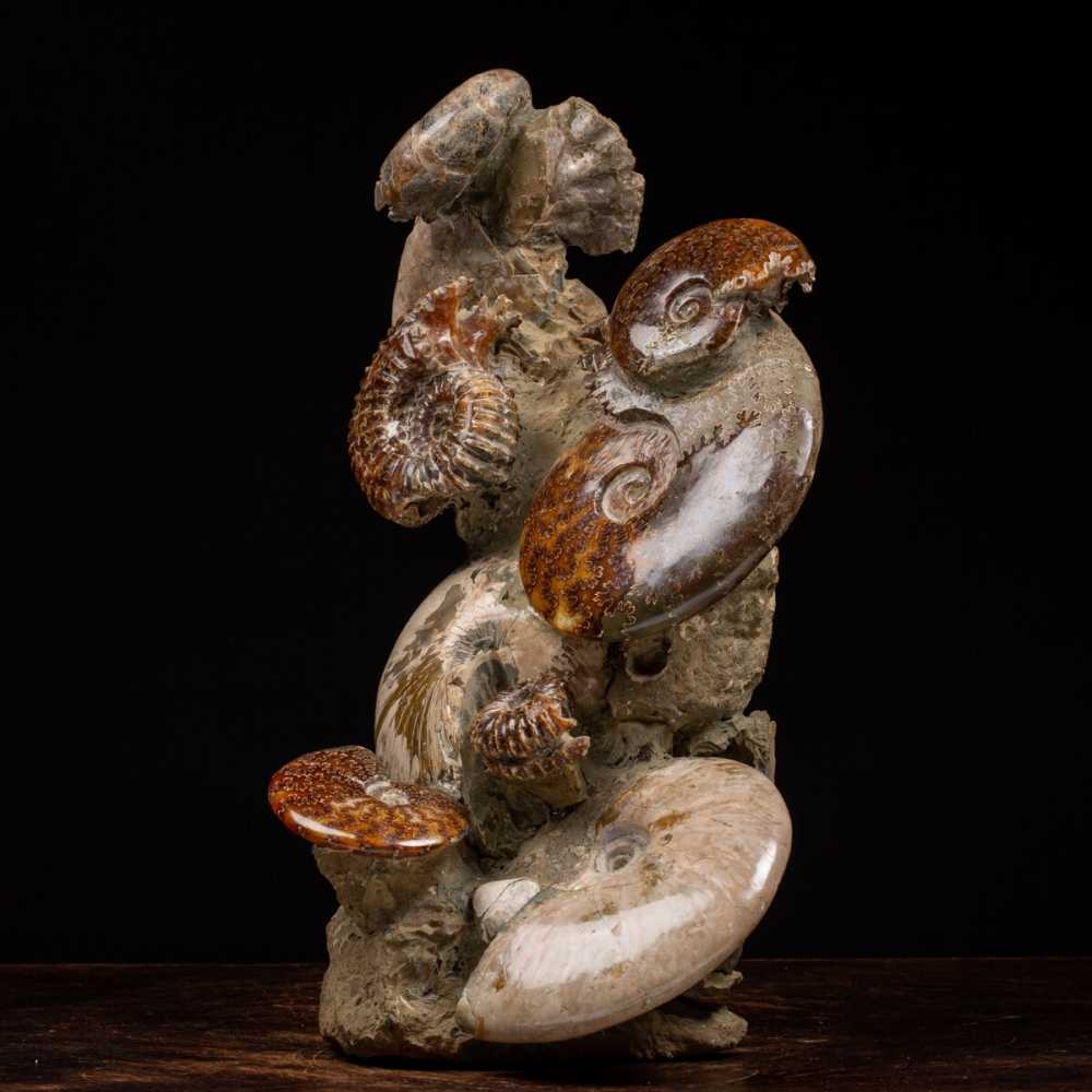 Gruppo di Ammoniti Cleoniceras, Douvilleiceras e Nautilus