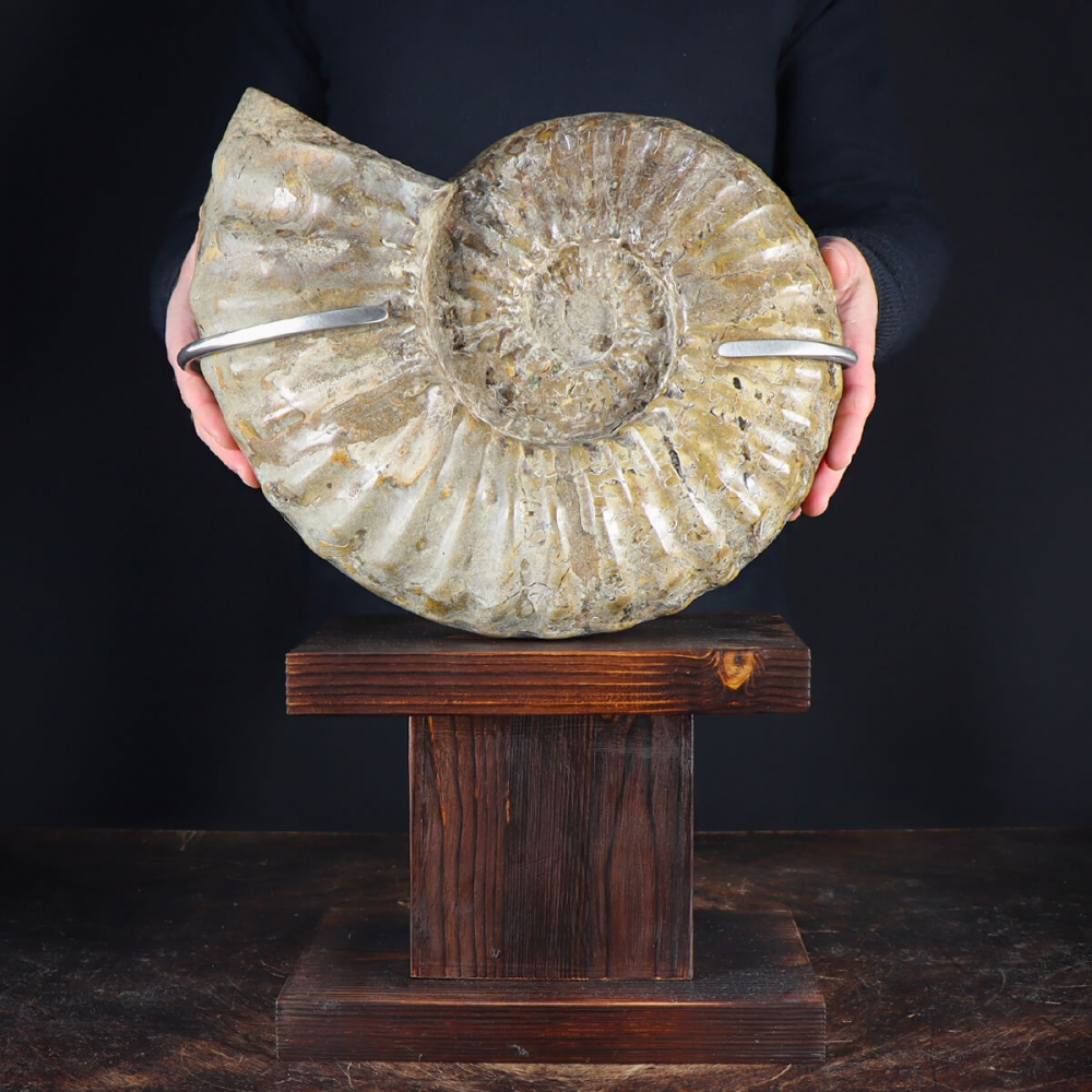 Ammonite Douvilleiceras