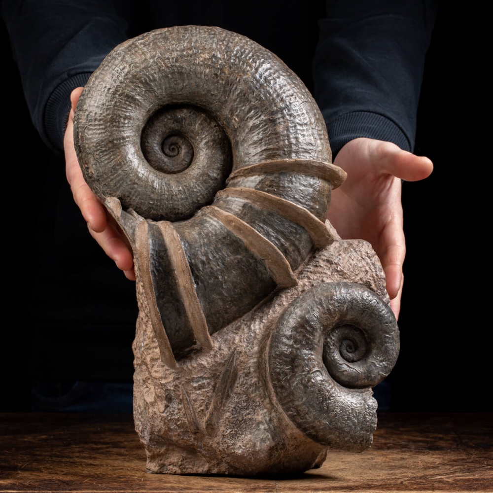 Lytoceras Fimbriatum - Francia