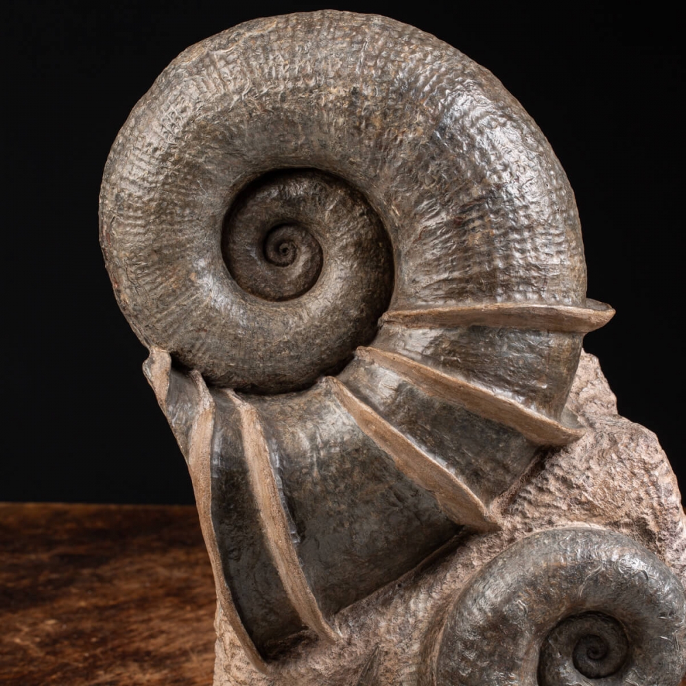 Lytoceras Fimbriatum - Frankreich