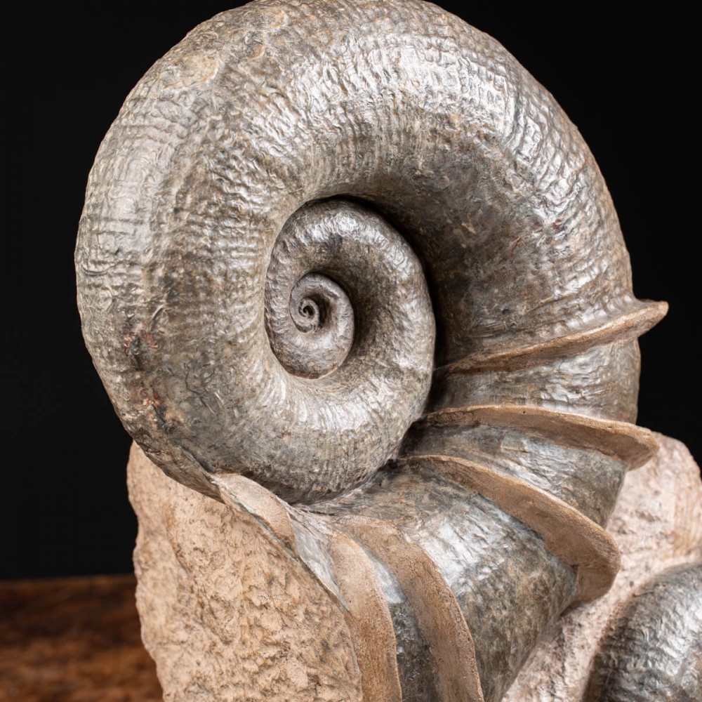 Lytoceras Fimbriatum - Francia