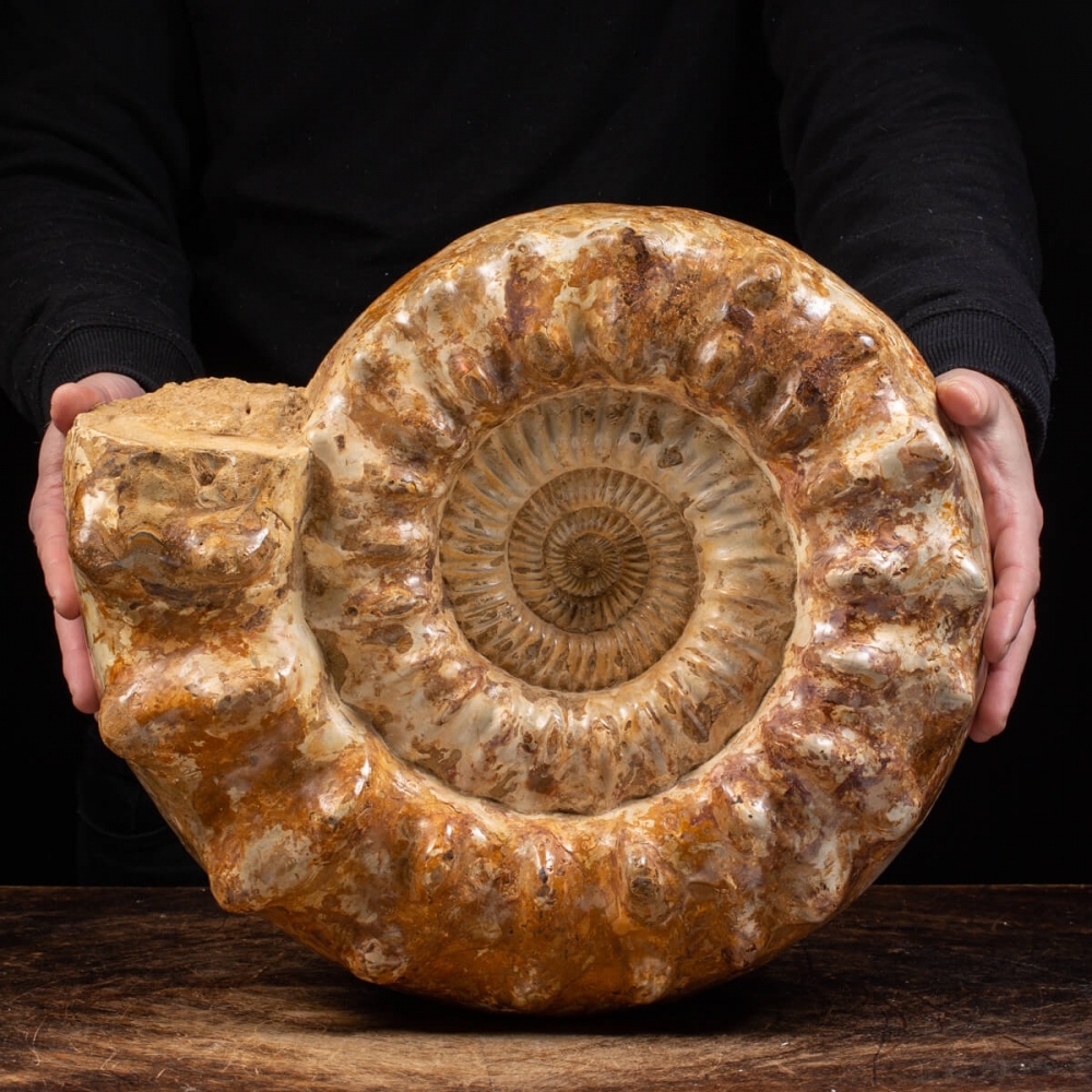 Kranaosphinctes – Ammoniten auf Matrix