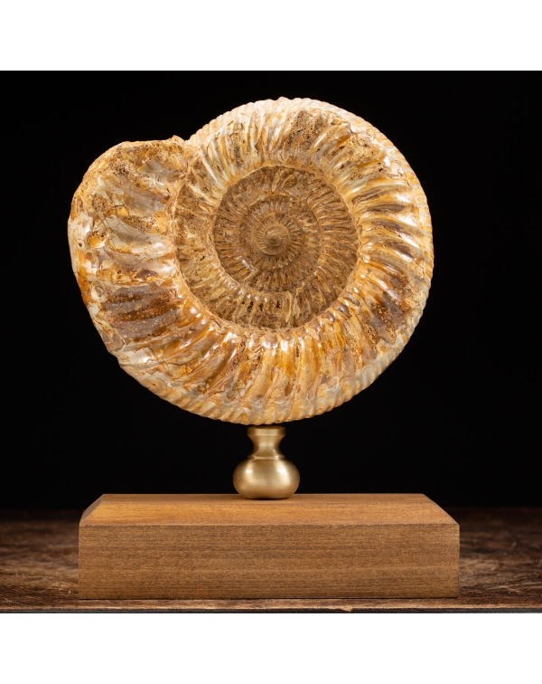 Ammonites Design