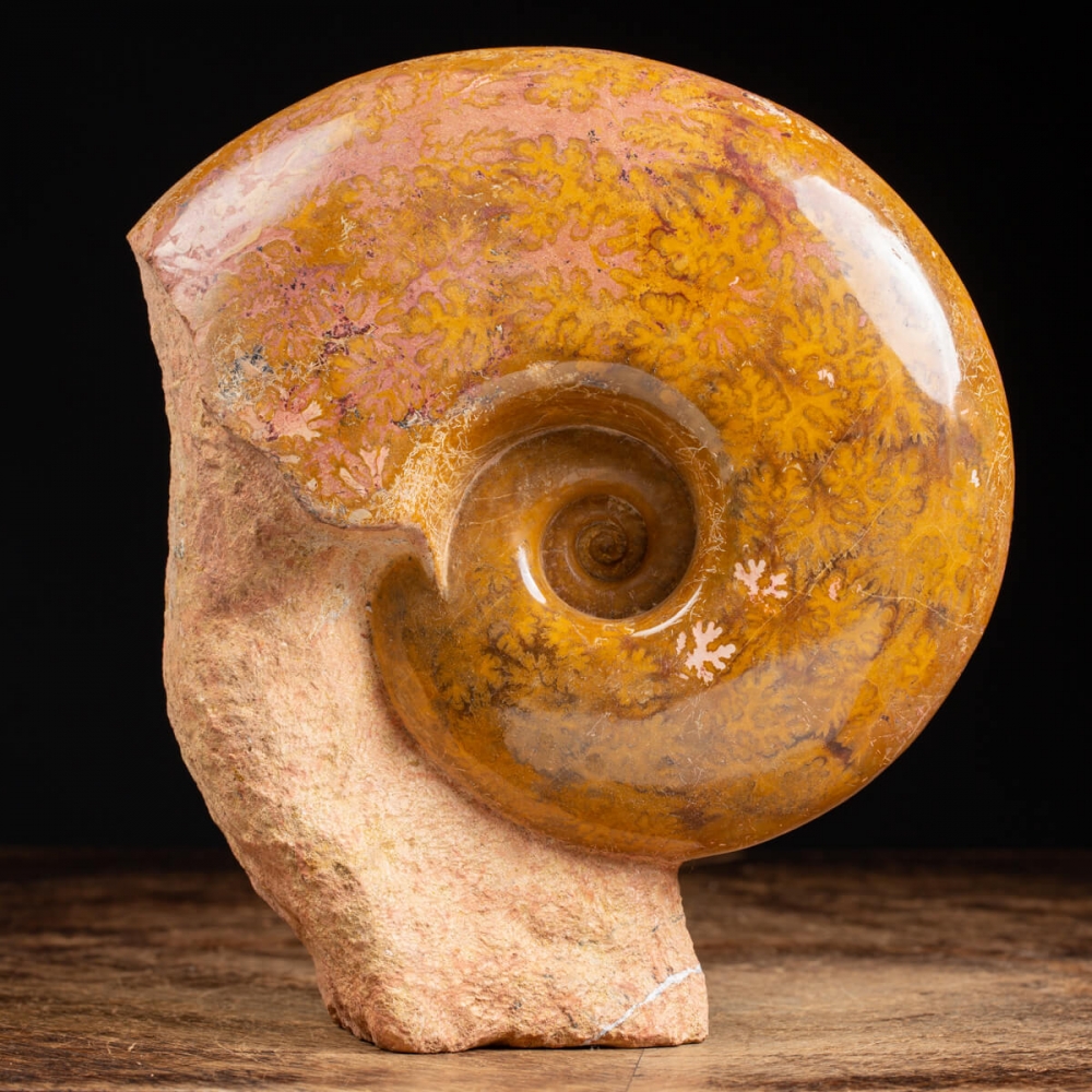 Ammonite Esericeras