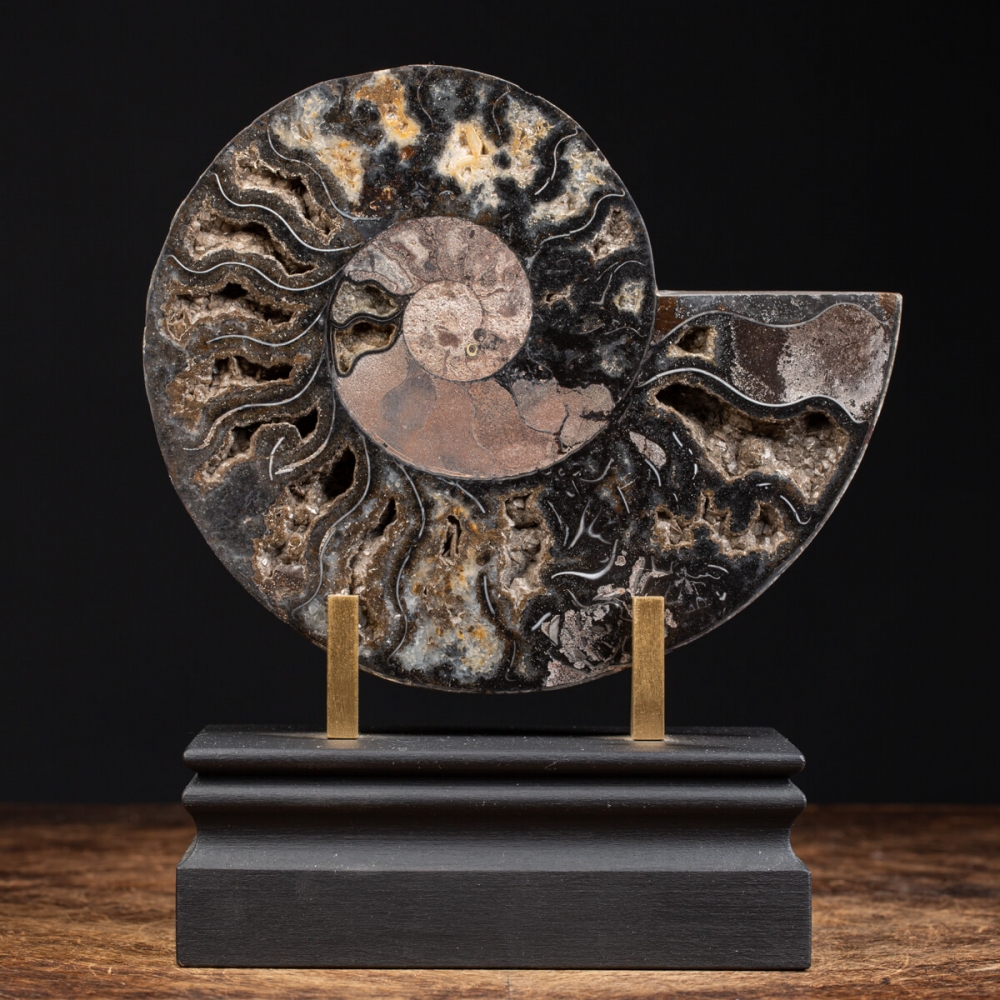 Ammonite Nera - Madagascar