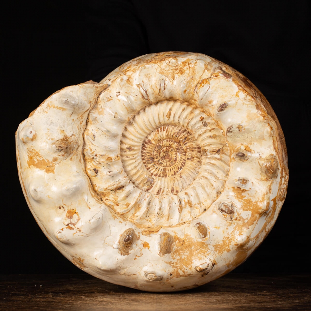 Ammonite Kranaosphinctes Sp. - Madagascar