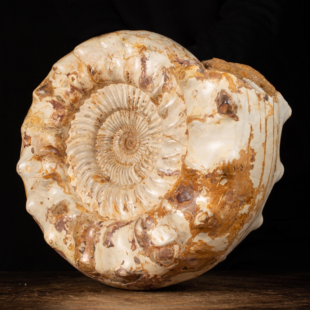 Ammonite Kranaosphinctes Sp. - Madagascar