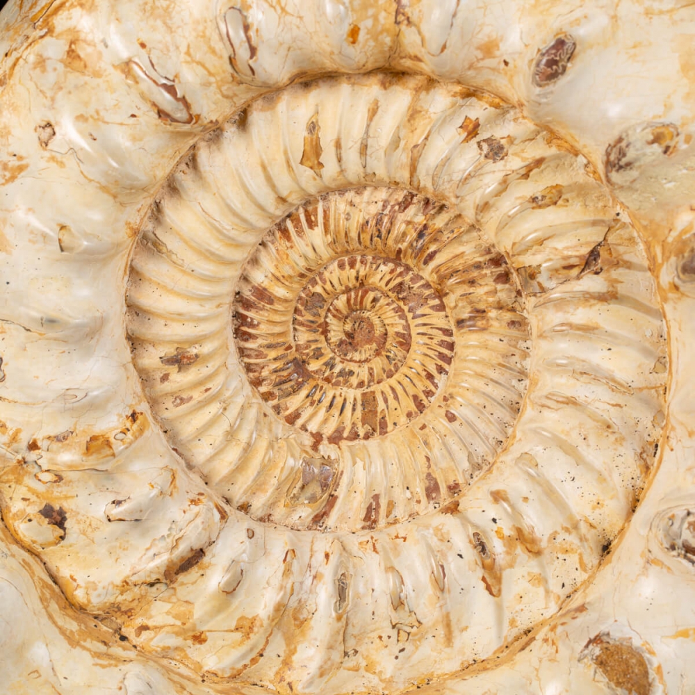 Ammonite Kranaosphinctes Sp. - Madagascar