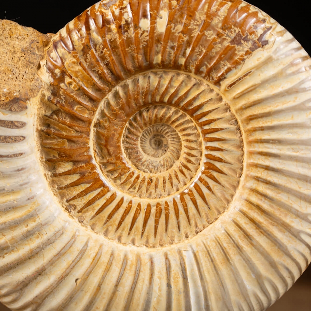 Ammonite Douvilleiceras