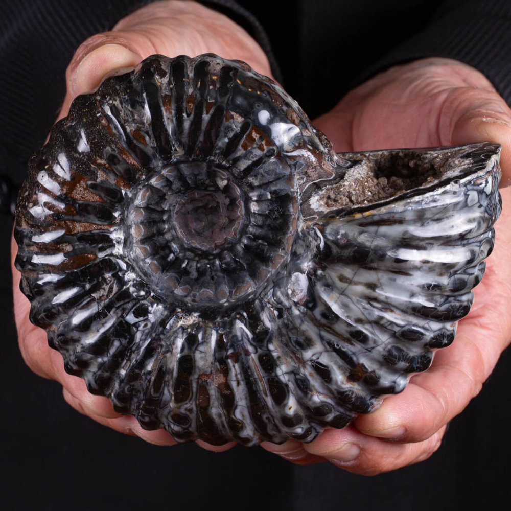 Ammonite Douvilleiceras Nera