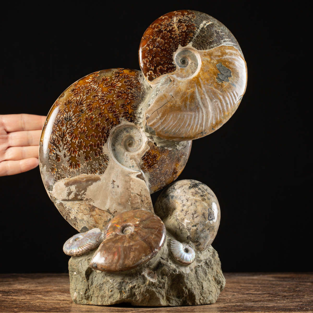 Groupe d'ammonites Cleoniceras - AMM-259