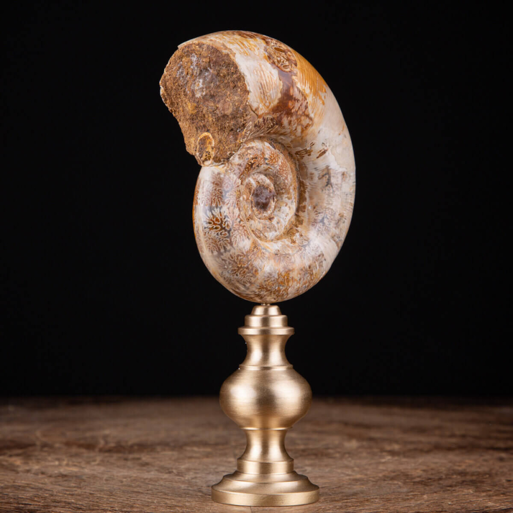 Fossil of Lytoceras Ammonite: A Jewel of the Jurassic Seas. - AMM-265