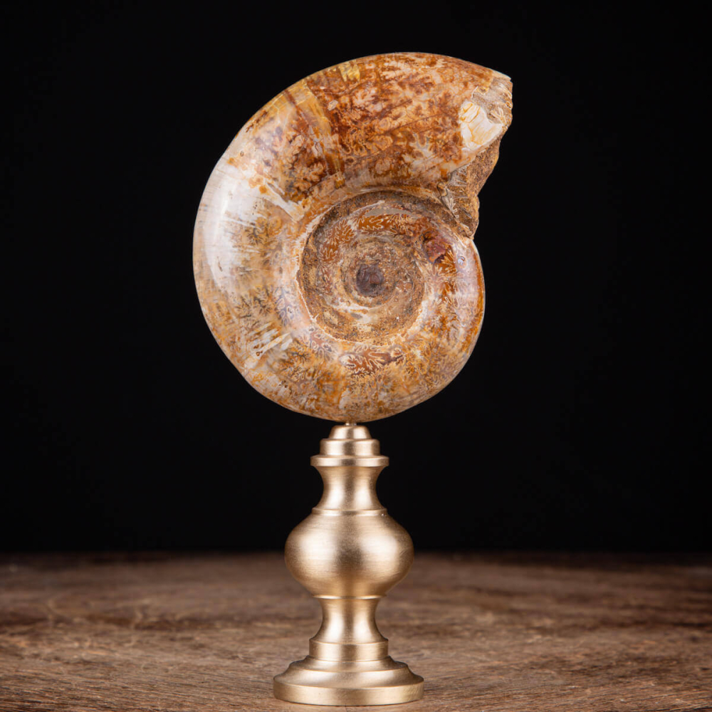Fossil of Lytoceras Ammonite: A Jewel of the Jurassic Seas. - AMM-265