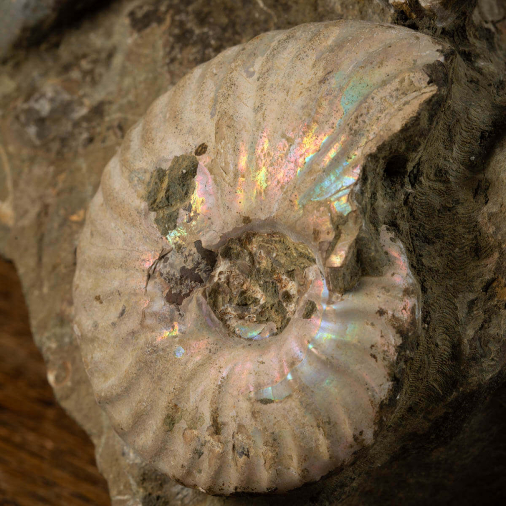 Stunning Exhibition of Cretaceous Marine Fossils - AMM-267