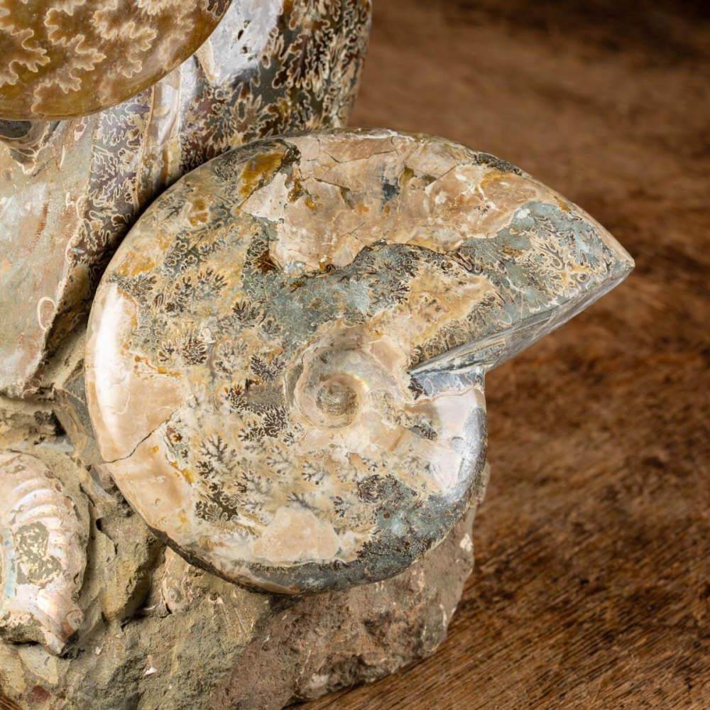 Cretaceous Ammonites Fossilized Treasures - AMM-268