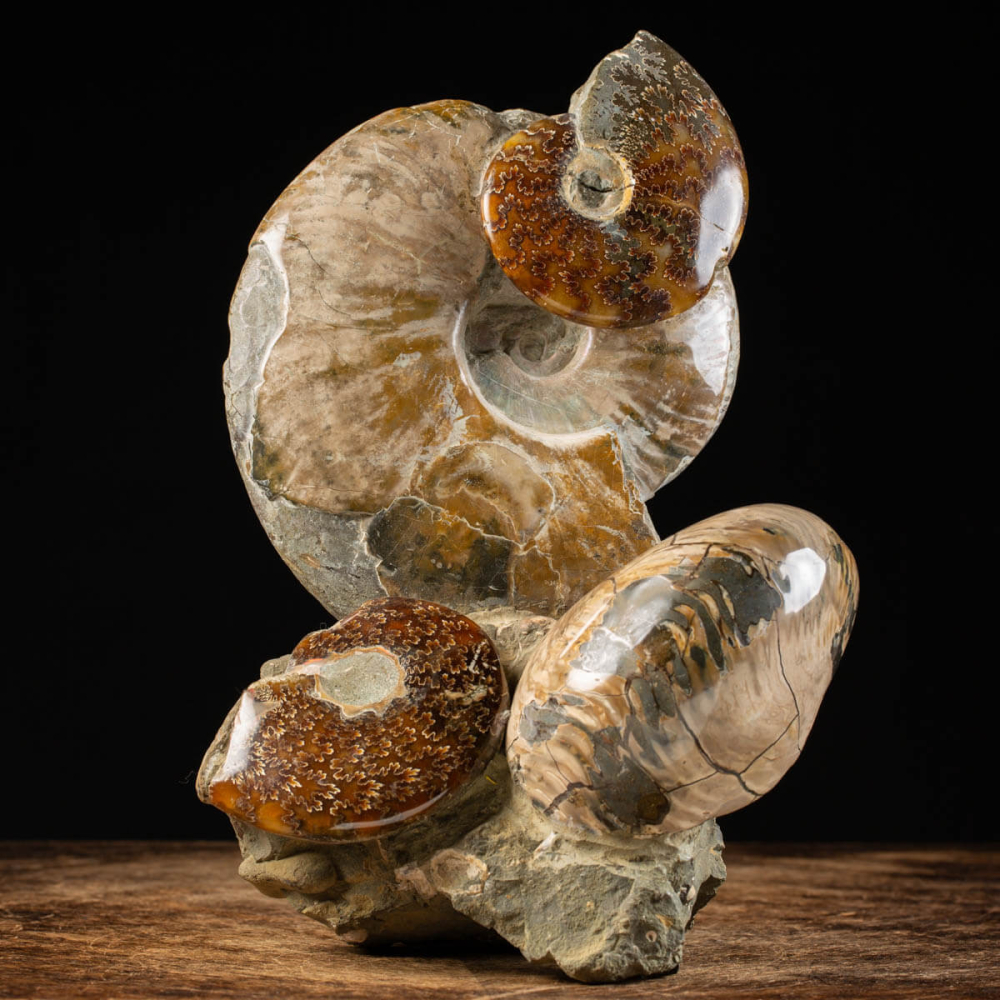 Cleoniceras Ammonites: Cretaceous Fossils. - AMM-272