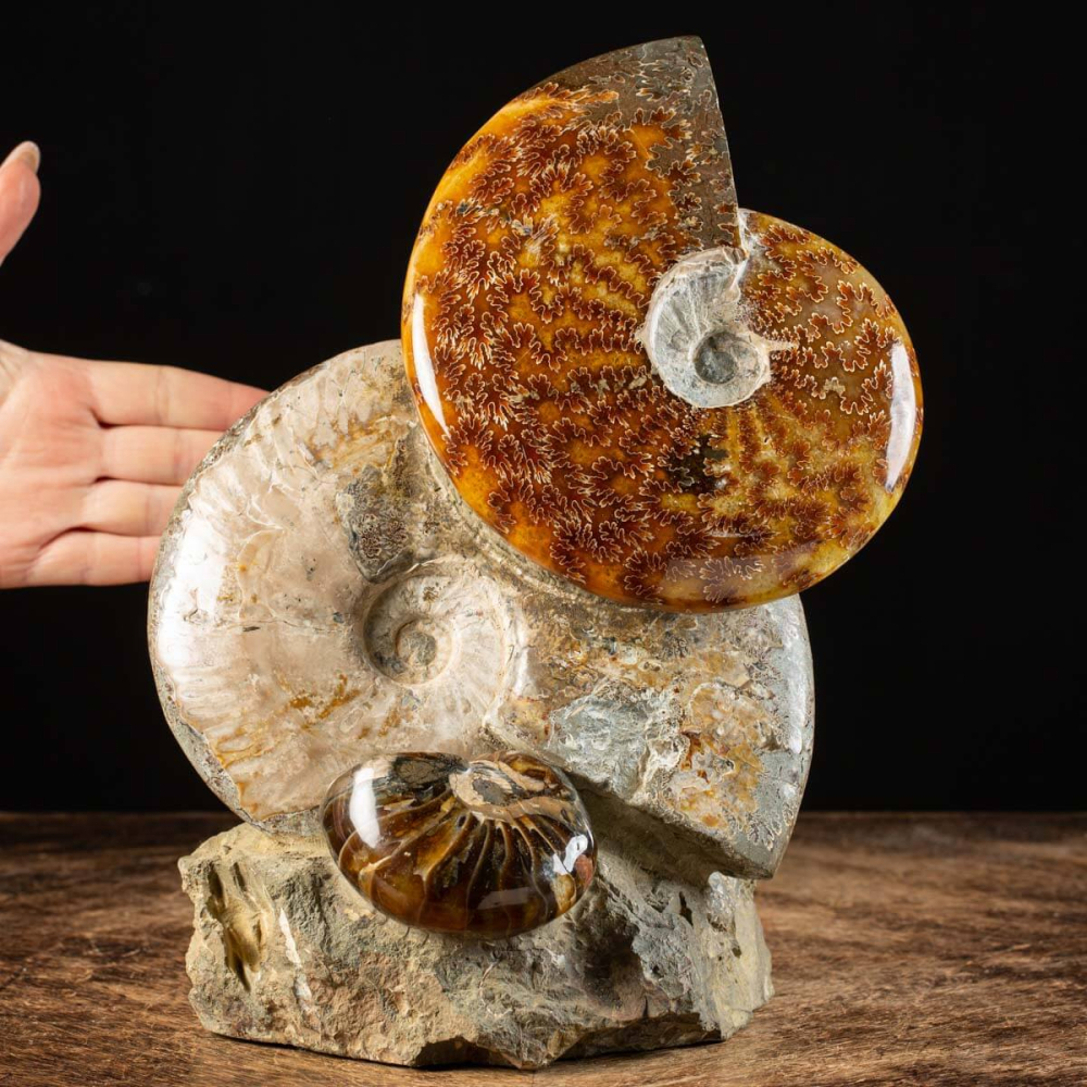Fossil Ammonites: Treasures of the Ancient Ocean. - AMM-274