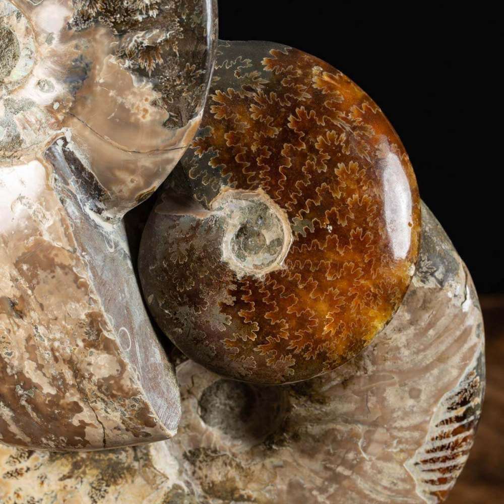 Ammonites: The Prehistoric World in Your Living Space. - AMM-277