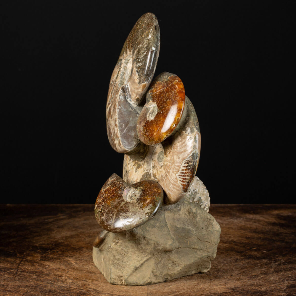 Ammonites: The Prehistoric World in Your Living Space. - AMM-277