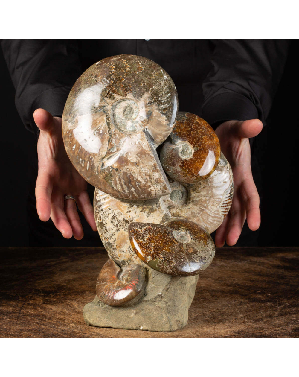 Ammonites: The Prehistoric World in Your Living Space. - AMM-277