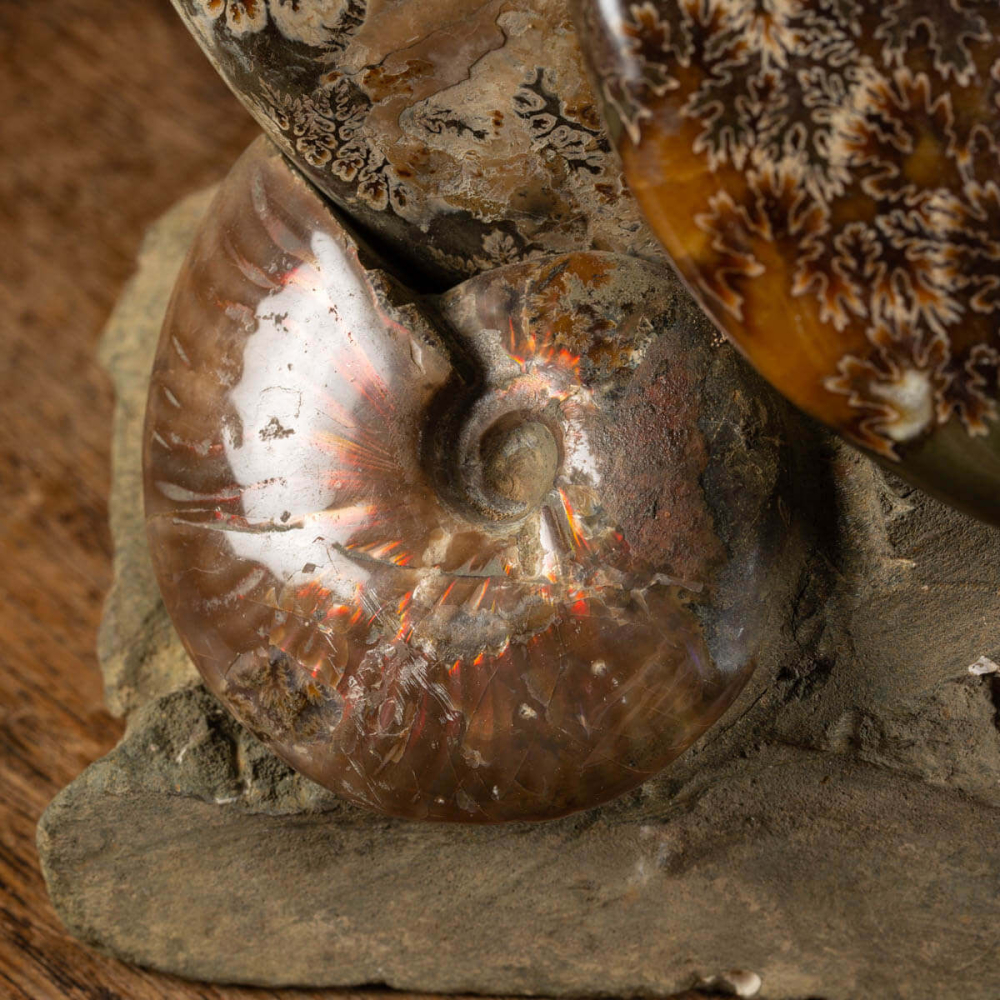 Ammonites: The Prehistoric World in Your Living Space. - AMM-277