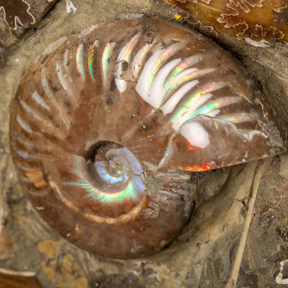 Madagascar Ammonites: On Matrix. - AMM-278