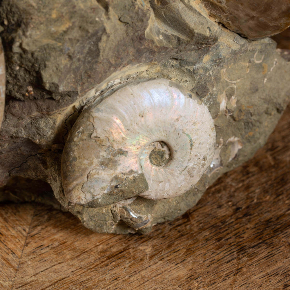 Madagascar Ammonites: On Matrix. - AMM-278
