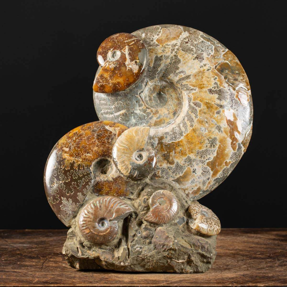 Madagascar Ammonites: On Matrix. - AMM-278