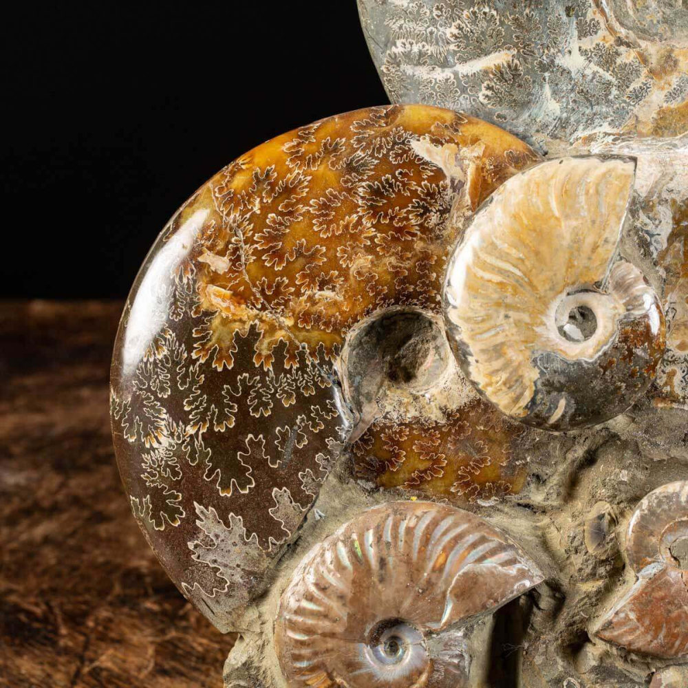 Madagascar Ammonites: On Matrix. - AMM-278