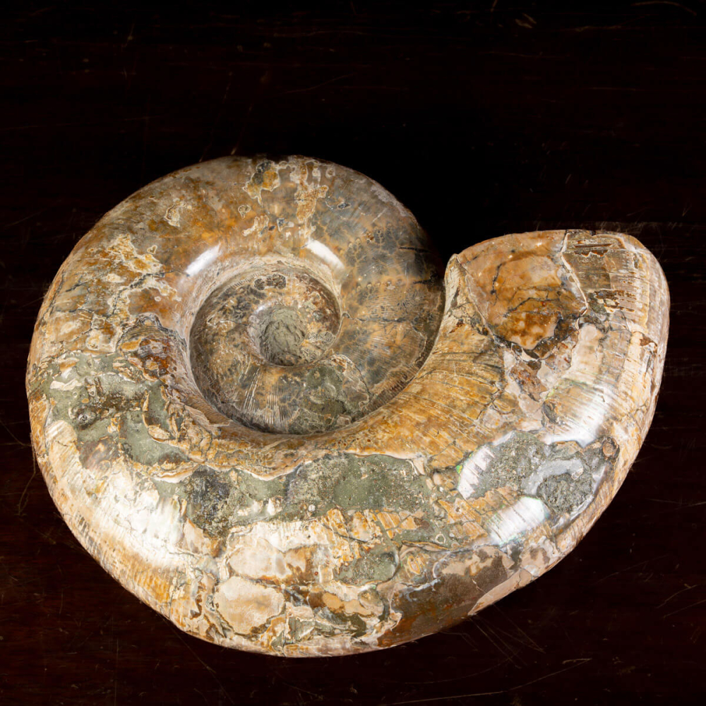 Lytoceras Fossil Ammonite from Madagascar. - AMM-288