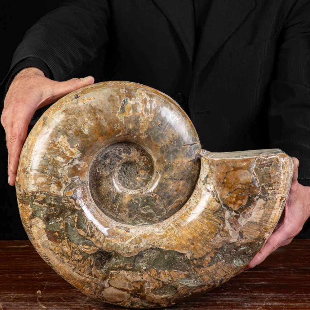 Lytoceras Fossil Ammonite from Madagascar. - AMM-288