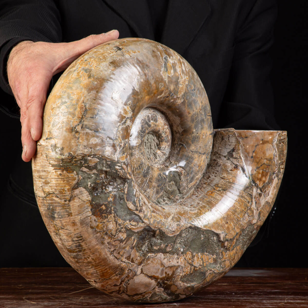 Lytoceras Fossil Ammonite from Madagascar. - AMM-288