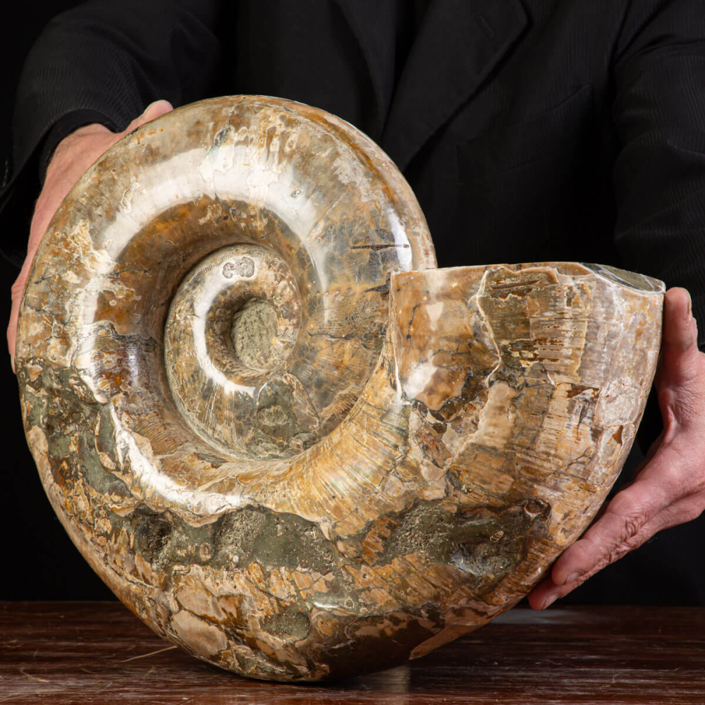 Lytoceras Fossil Ammonite from Madagascar. - AMM-288