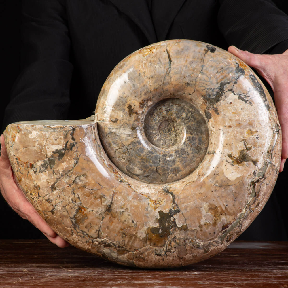 Lytoceras Fossil Ammonite from Madagascar. - AMM-288