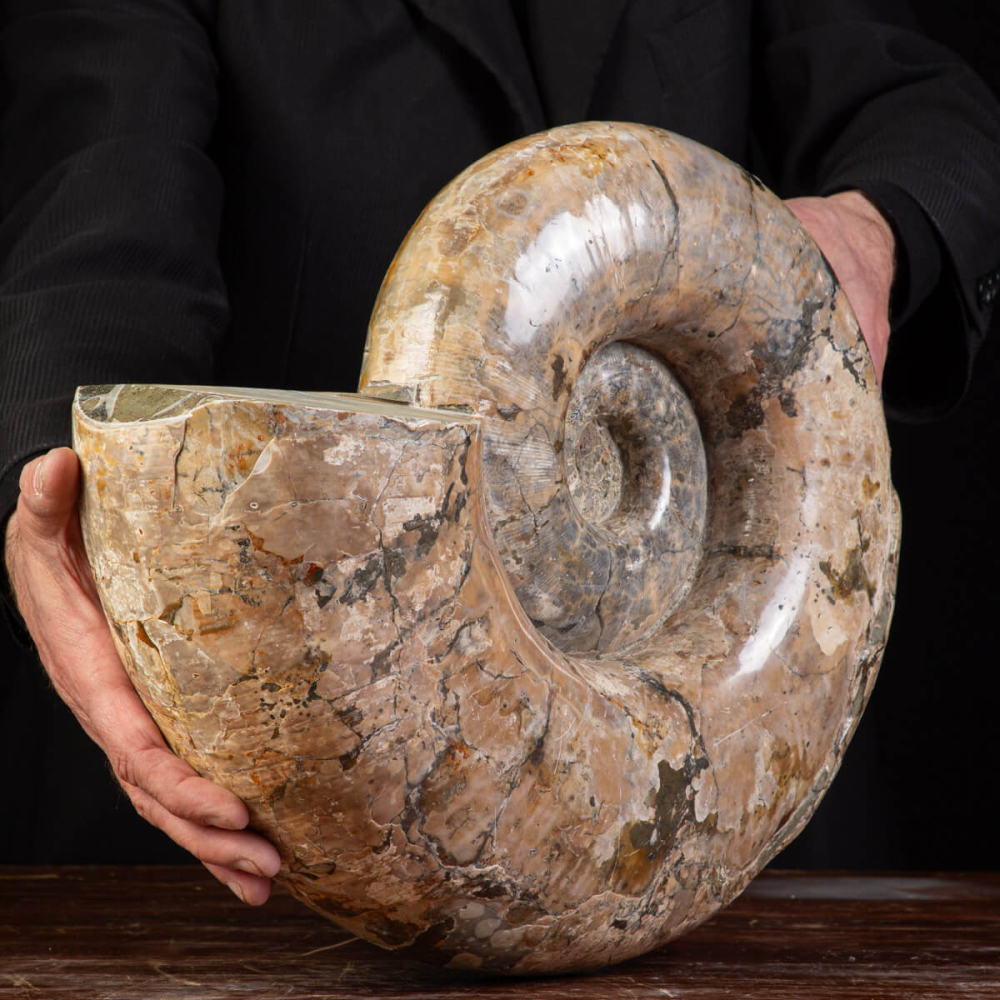 Lytoceras Fossil Ammonite from Madagascar. - AMM-288