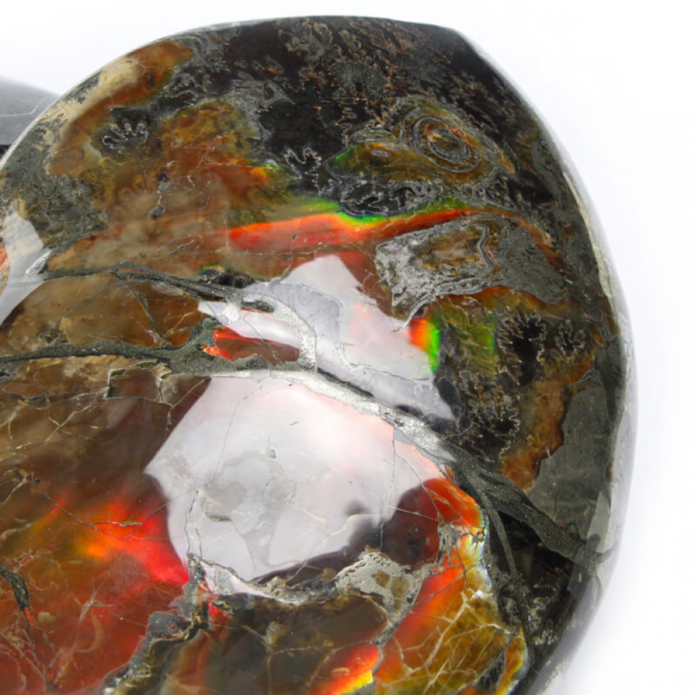 Ammonite Rara - Craspedodiscus Discofalcatus - Russia
