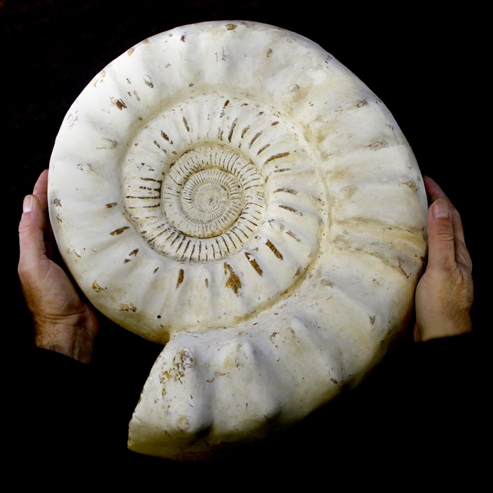 Ammonite Kranaosphinctes Sp. - Madagascar
