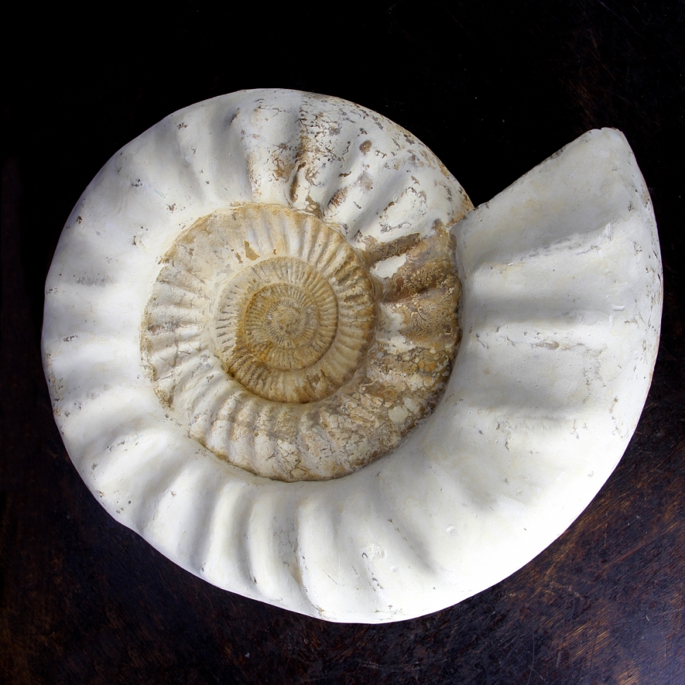 Ammonite Kranaosphinctes Sp. - Madagascar