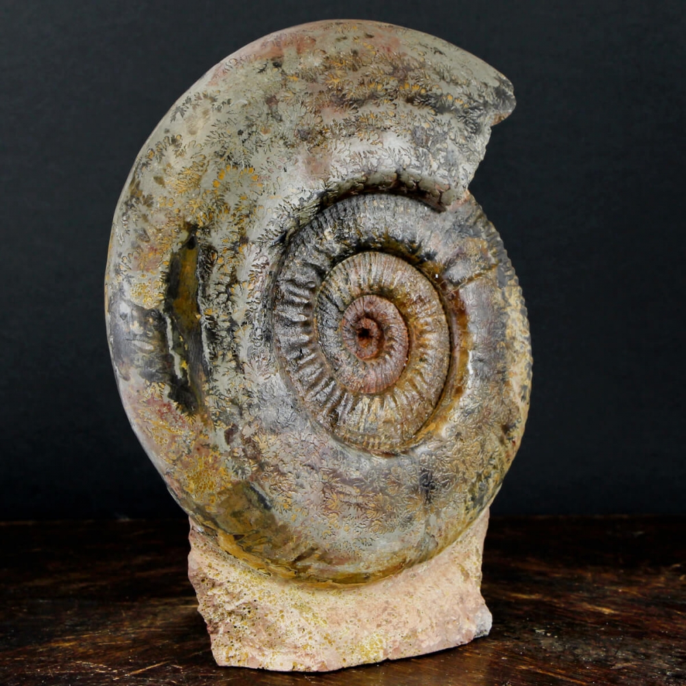Ammonite Hammatoceras